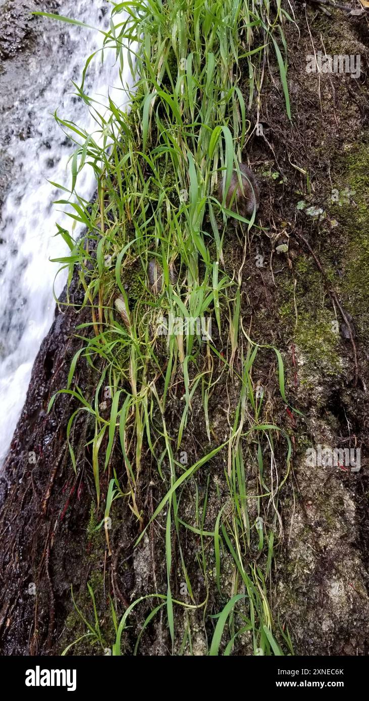 Ehrharta erecta hi-res stock photography and images - Alamy