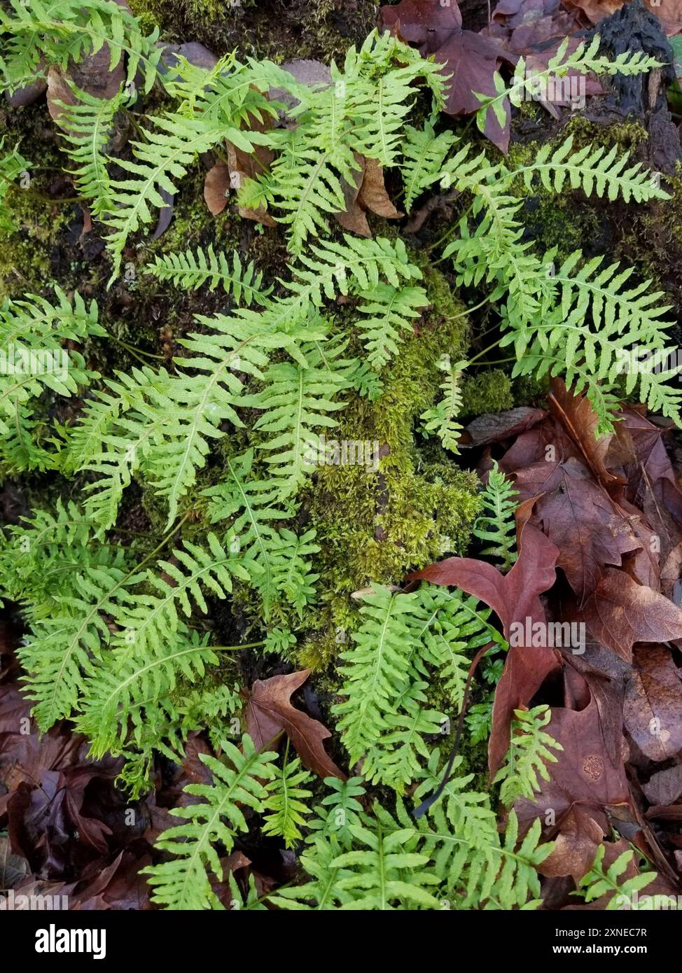 licorice fern (Polypodium glycyrrhiza) Plantae Stock Photo - Alamy