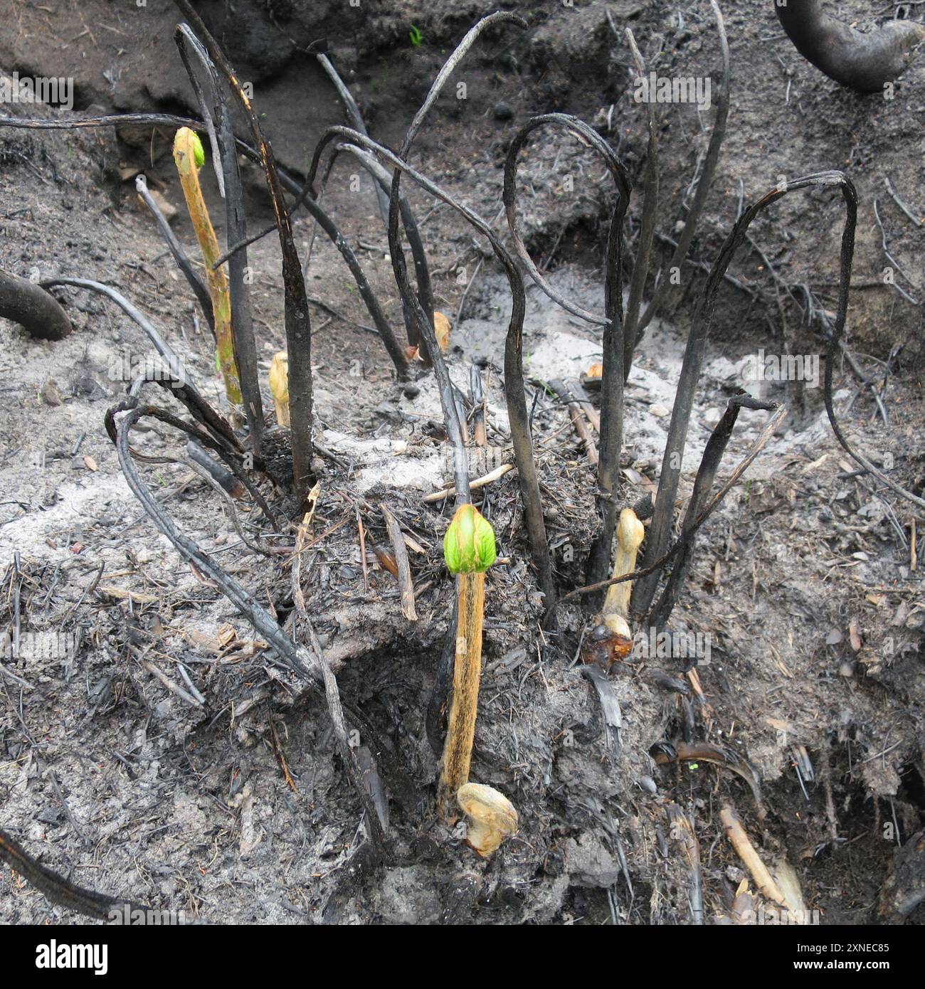 king fern (Todea barbara) Plantae Stock Photo - Alamy