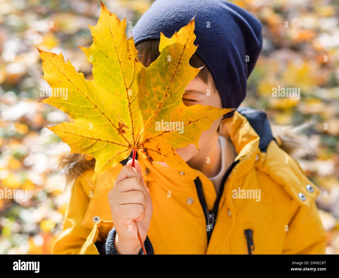 Boy is hiding behind yellow maple leaf. Autumn fun with fallen leaves ...