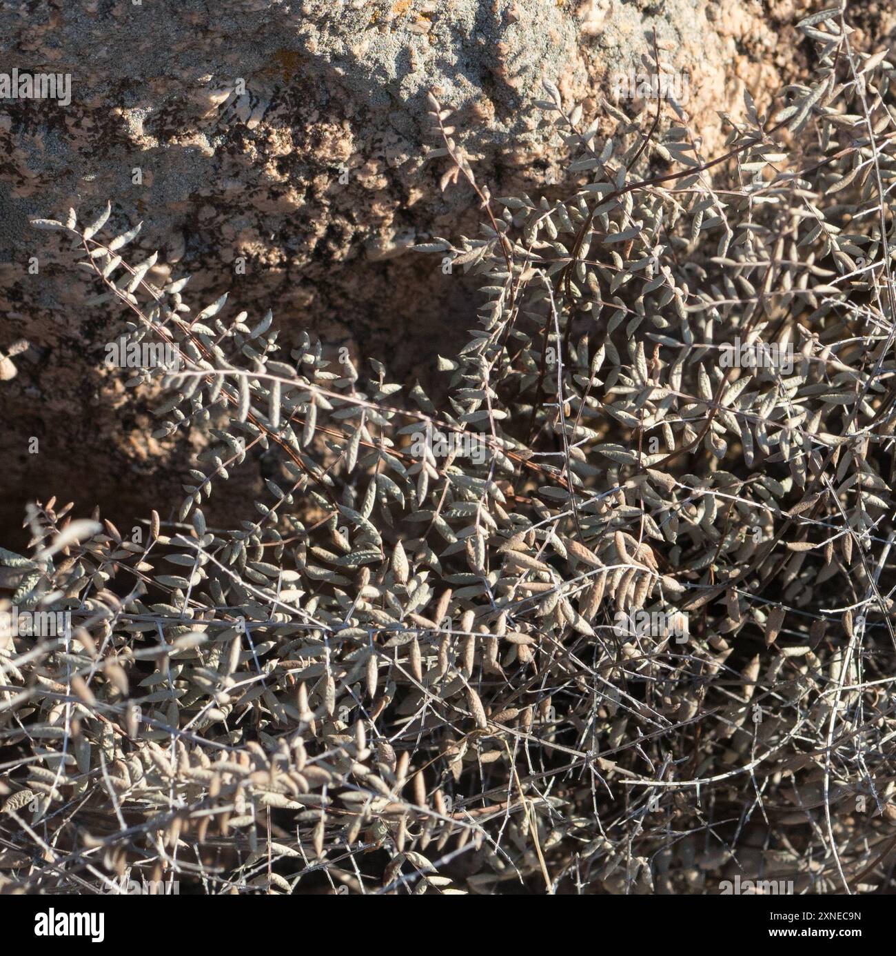 spiny cliff-brake (Pellaea truncata) Plantae Stock Photo - Alamy