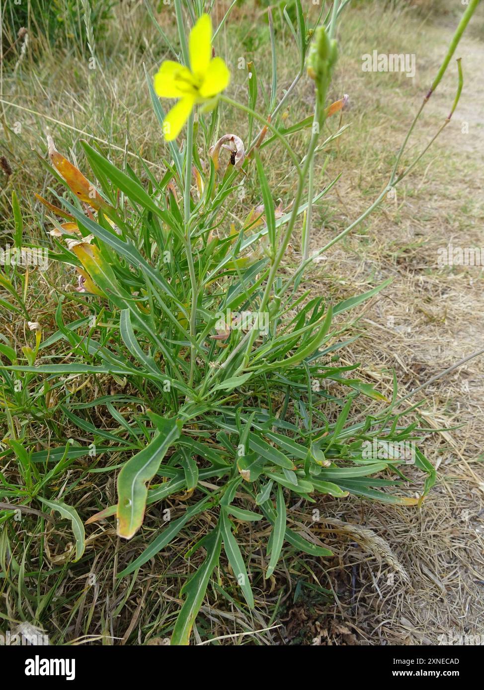 Perennial Wall-rocket (Diplotaxis tenuifolia) Plantae Stock Photo - Alamy