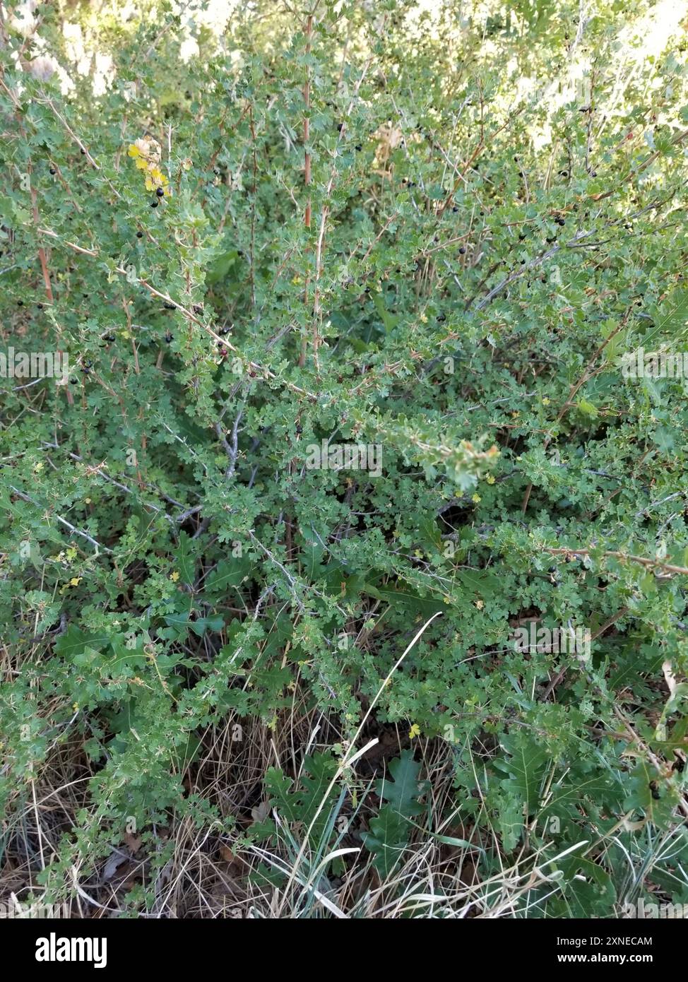 mountain gooseberry (Ribes montigenum) Plantae Stock Photo - Alamy