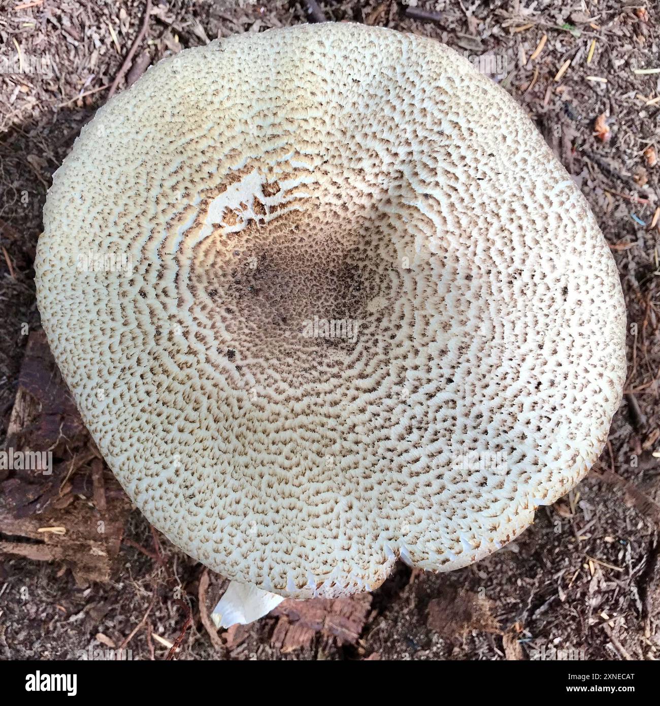 The Prince (Agaricus augustus) Fungi Stock Photo - Alamy
