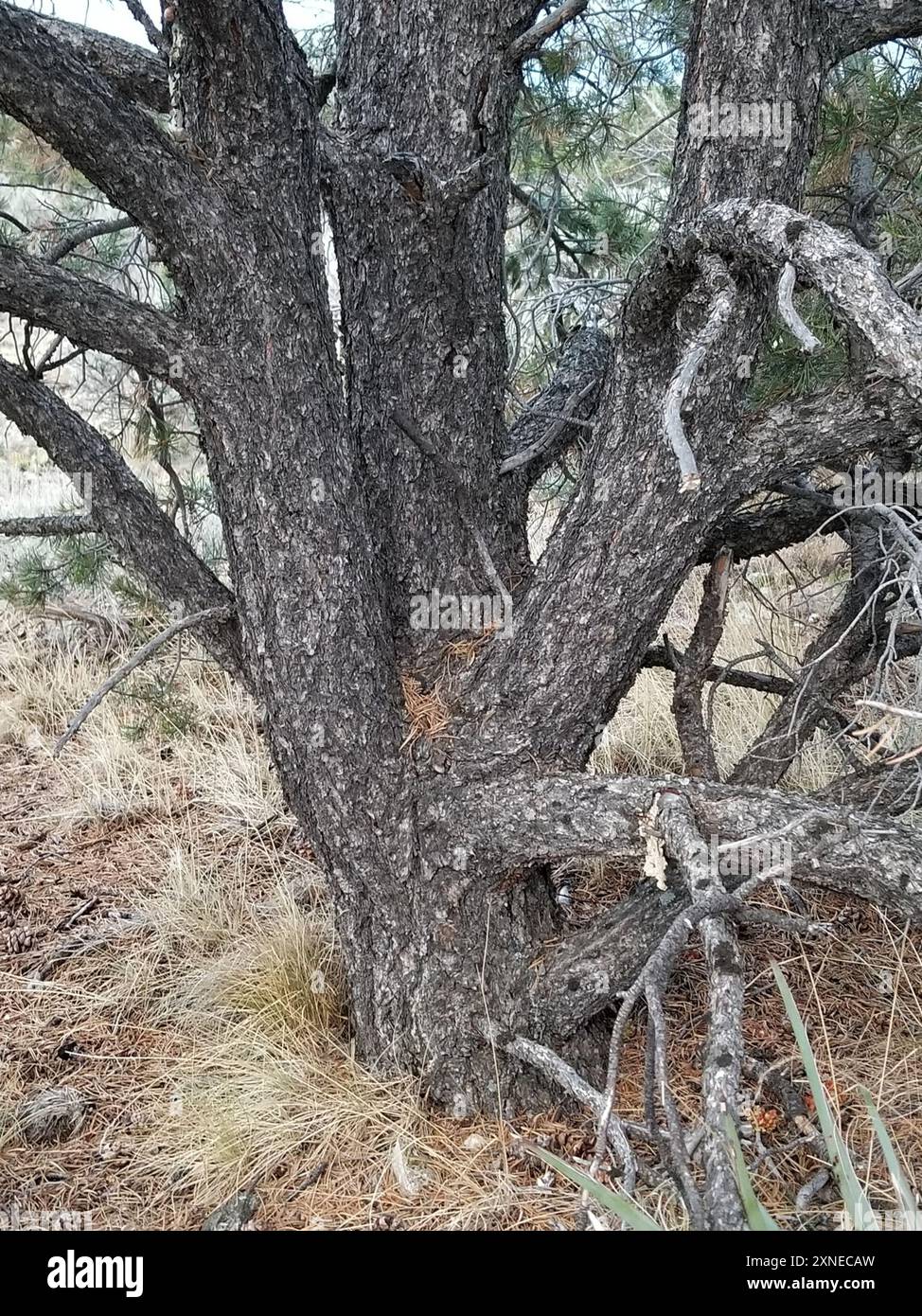 Colorado Pinyon (Pinus edulis) Plantae Stock Photo - Alamy