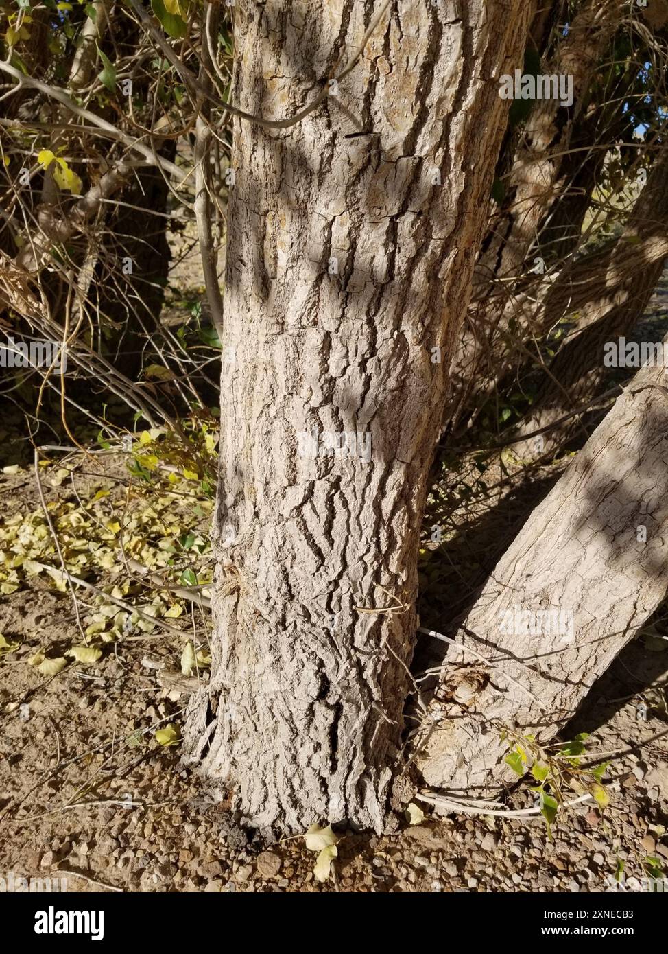 lanceleaf cottonwood (Populus × acuminata) Plantae Stock Photo - Alamy