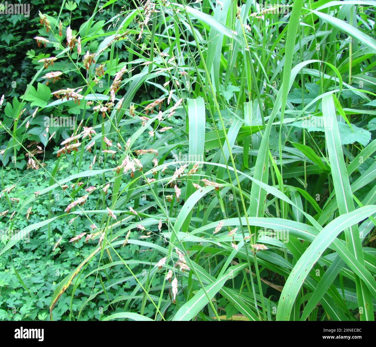Johnson grass (Sorghum halepense) Plantae Stock Photo - Alamy