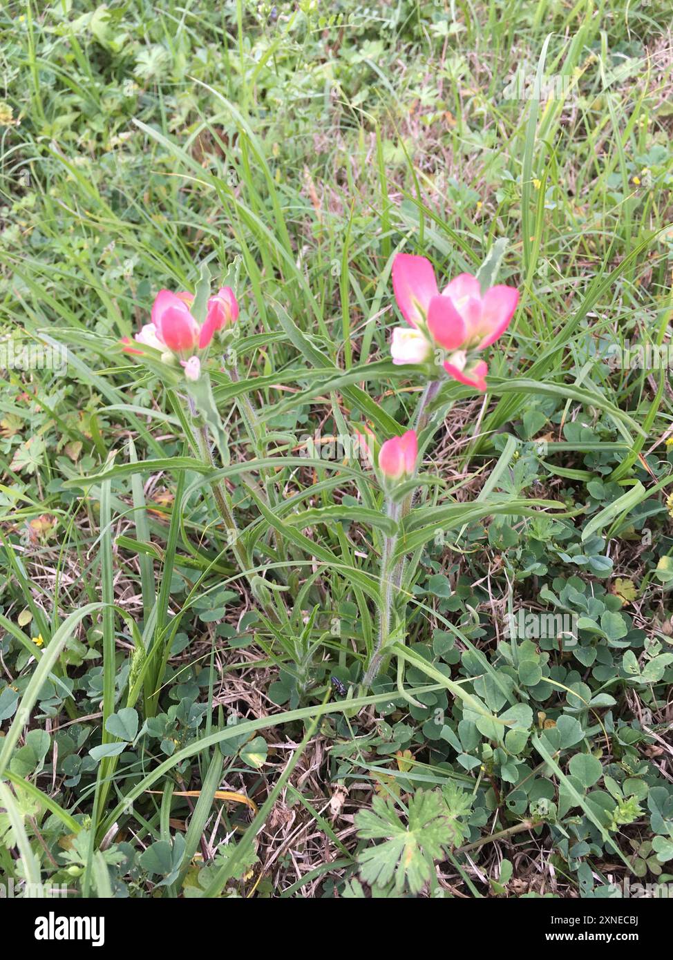 Texas Paintbrush (Castilleja indivisa) Plantae Stock Photo - Alamy