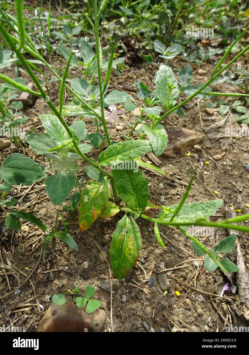 charlock (Rhamphospermum arvense) Plantae Stock Photo - Alamy