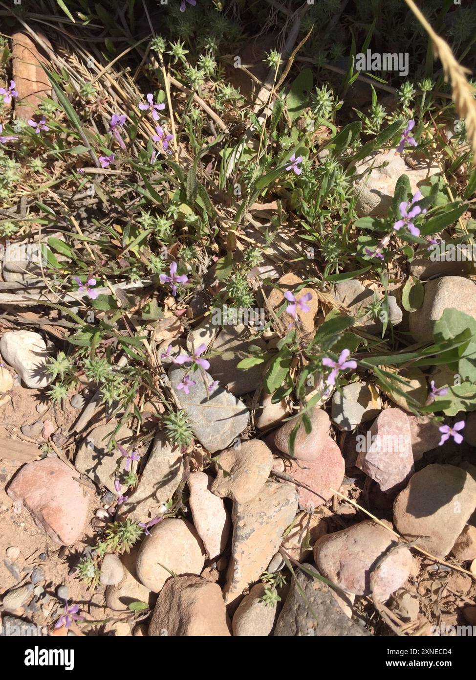 crossflower (Chorispora tenella) Plantae Stock Photo - Alamy