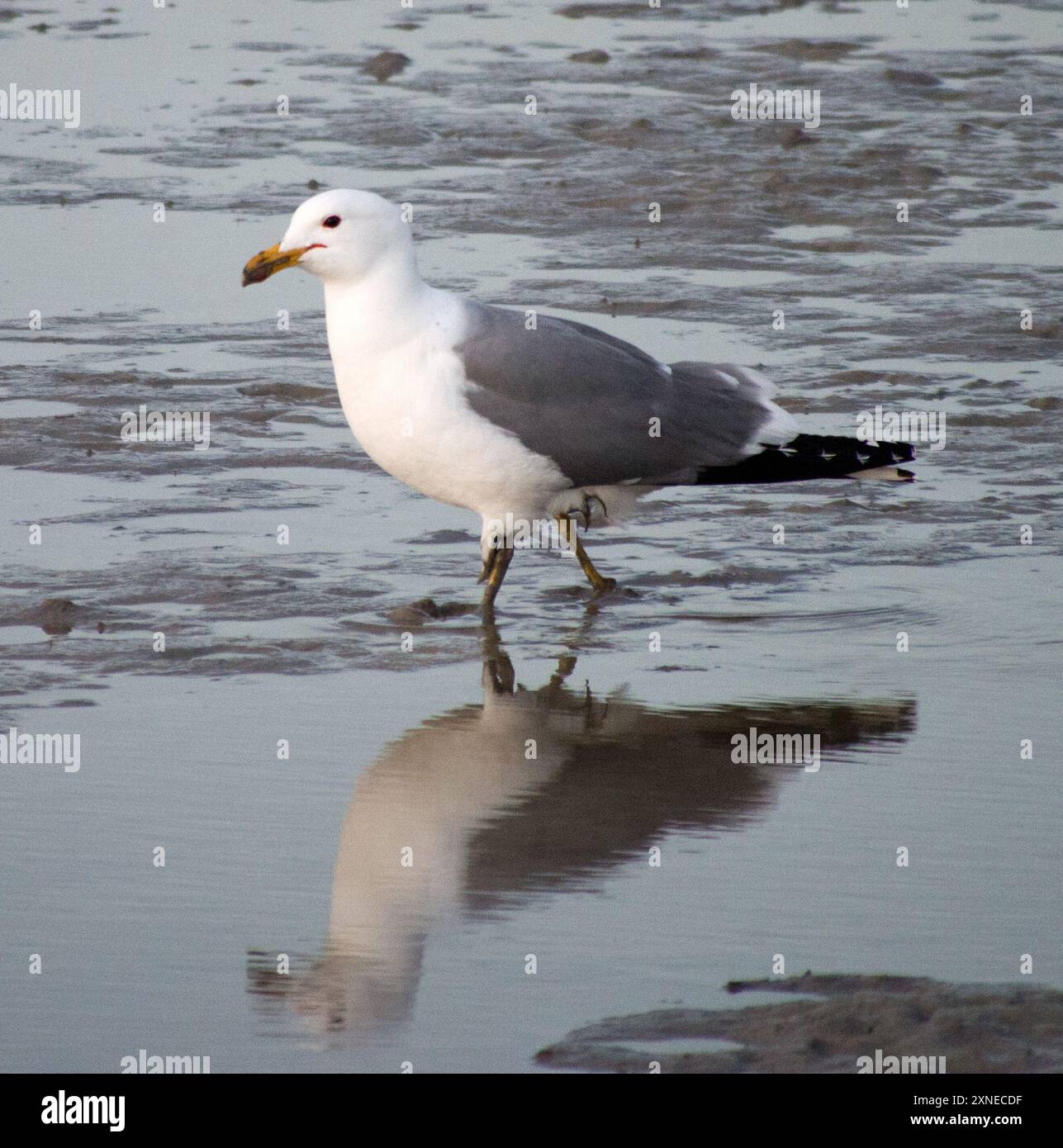 California Gull (Larus californicus) Aves Stock Photo - Alamy