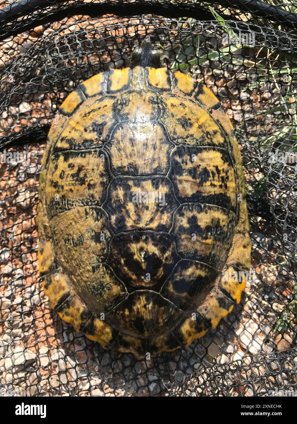 Red-eared Slider (Trachemys scripta elegans) Reptilia Stock Photo - Alamy