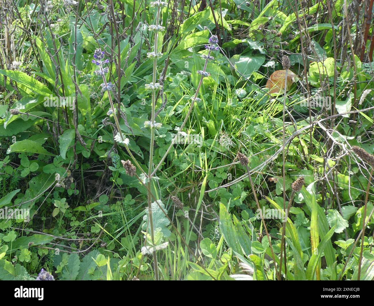 wild clary (Salvia verbenaca) Plantae Stock Photo - Alamy