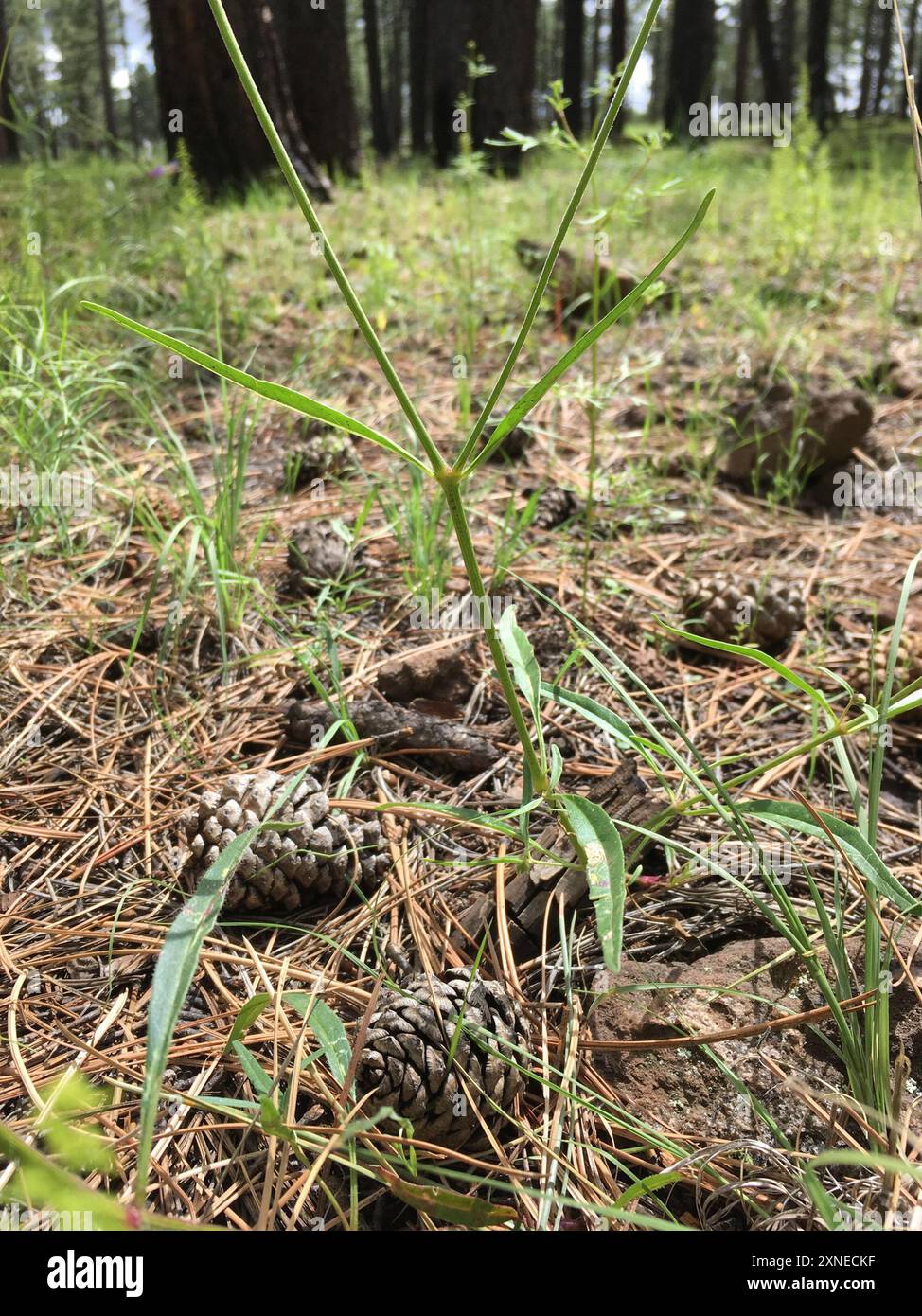 Narrowleaf Four o'Clock (Mirabilis linearis) Plantae Stock Photo - Alamy