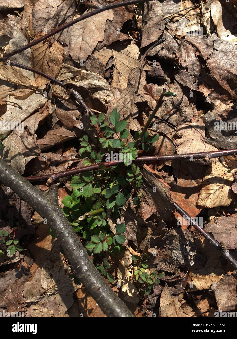 multiflora rose (Rosa multiflora) Plantae Stock Photo - Alamy