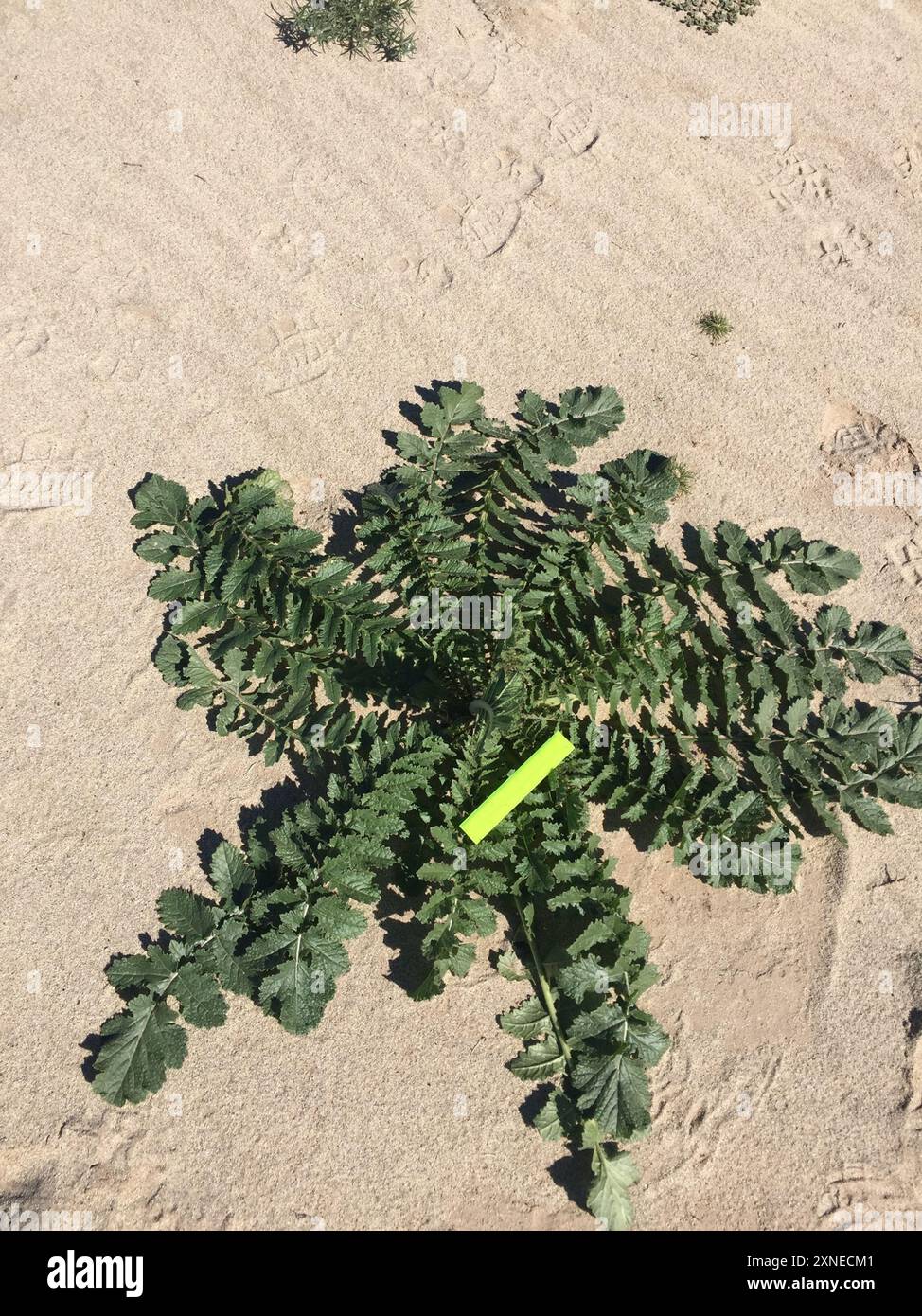 Saharan Mustard (Brassica tournefortii) Plantae Stock Photo - Alamy