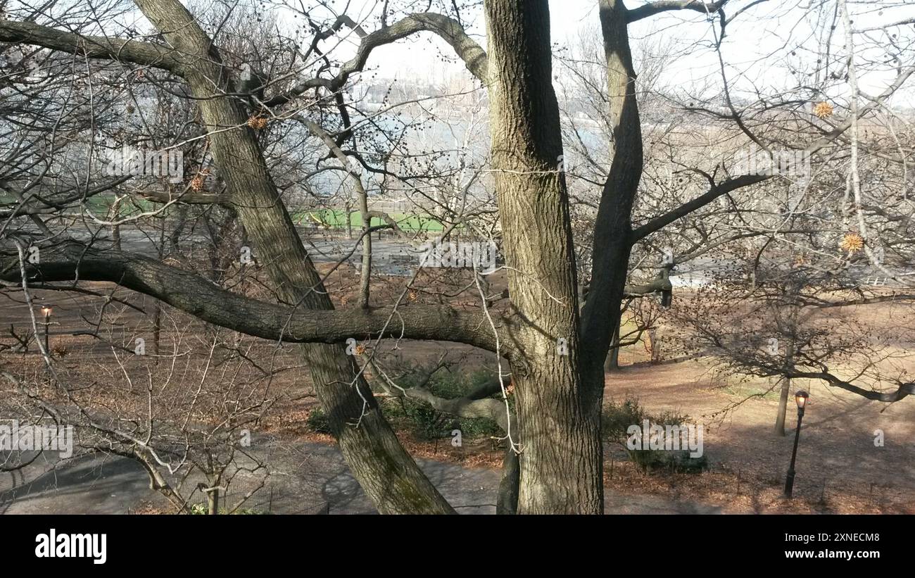 sweetgum family (Altingiaceae) Plantae Stock Photo - Alamy