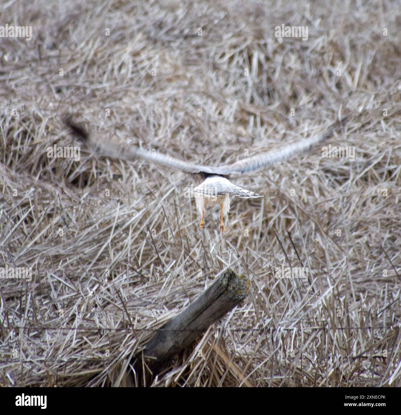 Northern Harrier (Circus hudsonius) Aves Stock Photo - Alamy