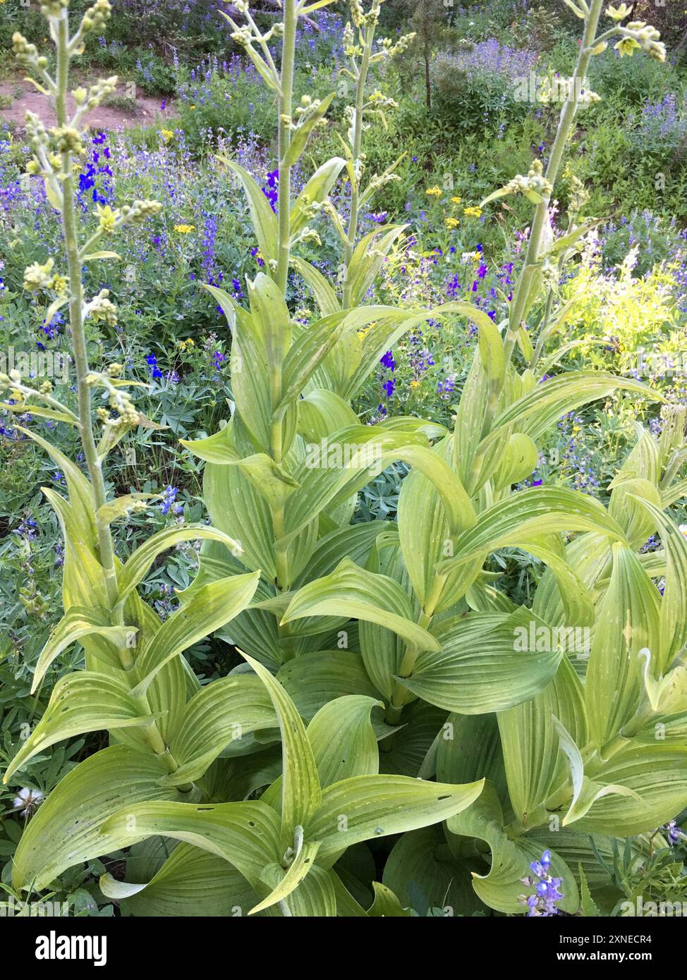 green false hellebore (Veratrum viride) Plantae Stock Photo - Alamy