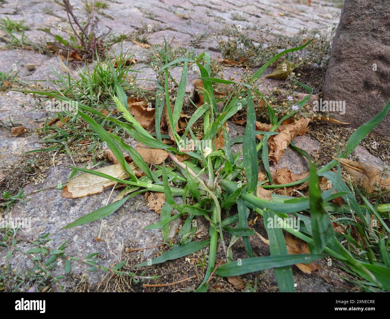 barnyardgrass (Echinochloa crus-galli) Plantae Stock Photo - Alamy