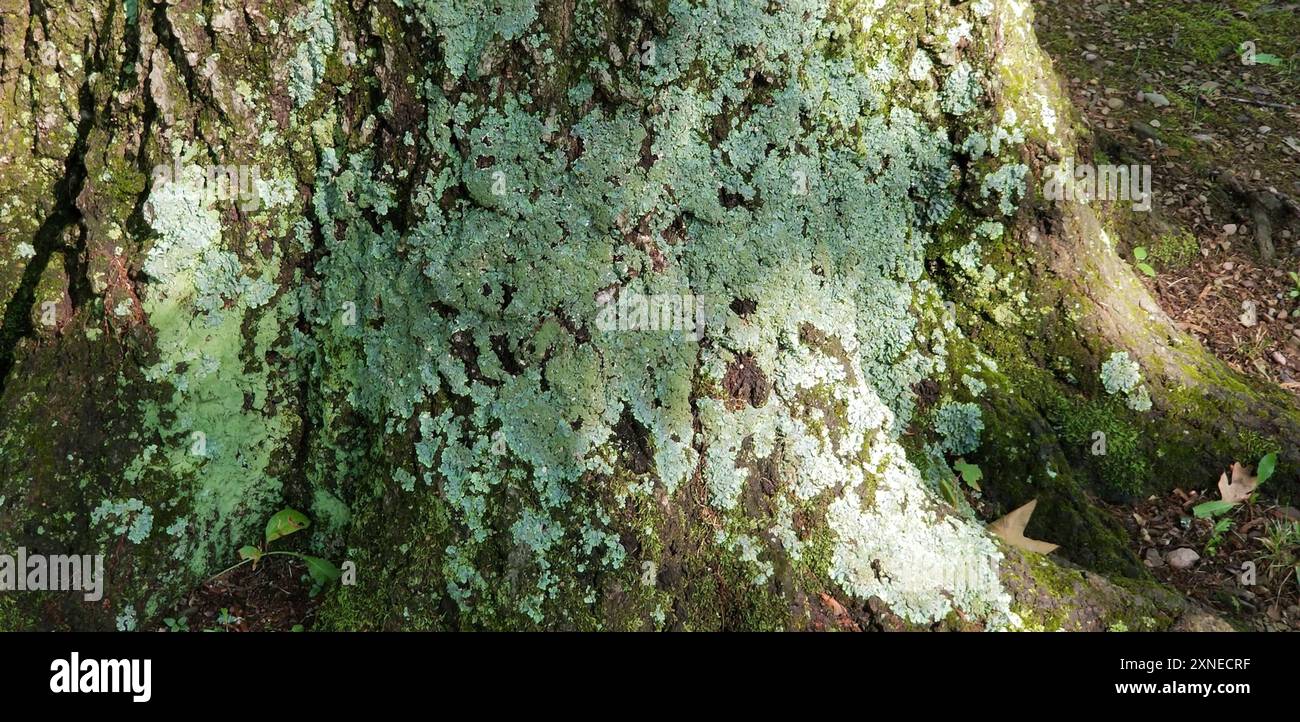 common greenshield lichen (Flavoparmelia caperata) Fungi Stock Photo ...