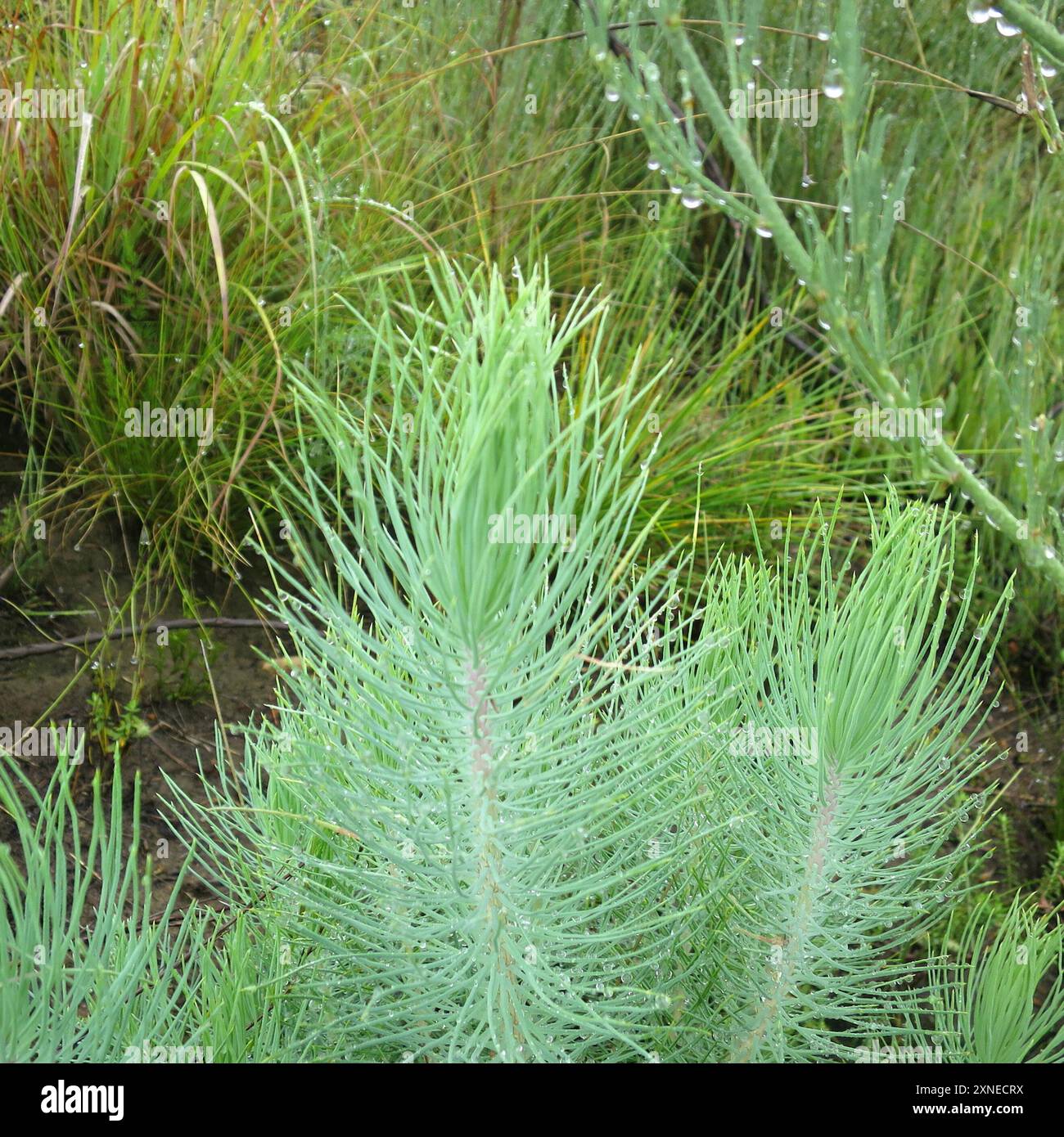 hard pines (Pinus) Plantae Stock Photo - Alamy