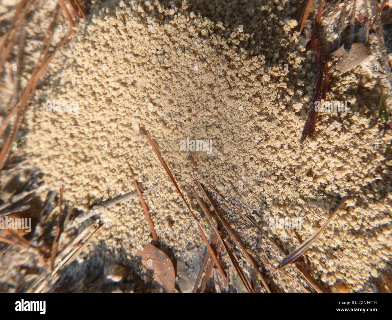 Northern Fungus-farming Ant (Trachymyrmex septentrionalis) Insecta ...