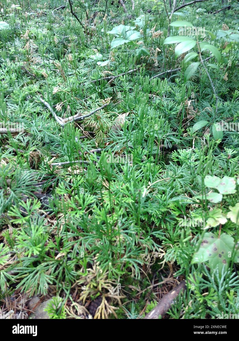 fan clubmoss (Diphasiastrum digitatum) Plantae Stock Photo - Alamy