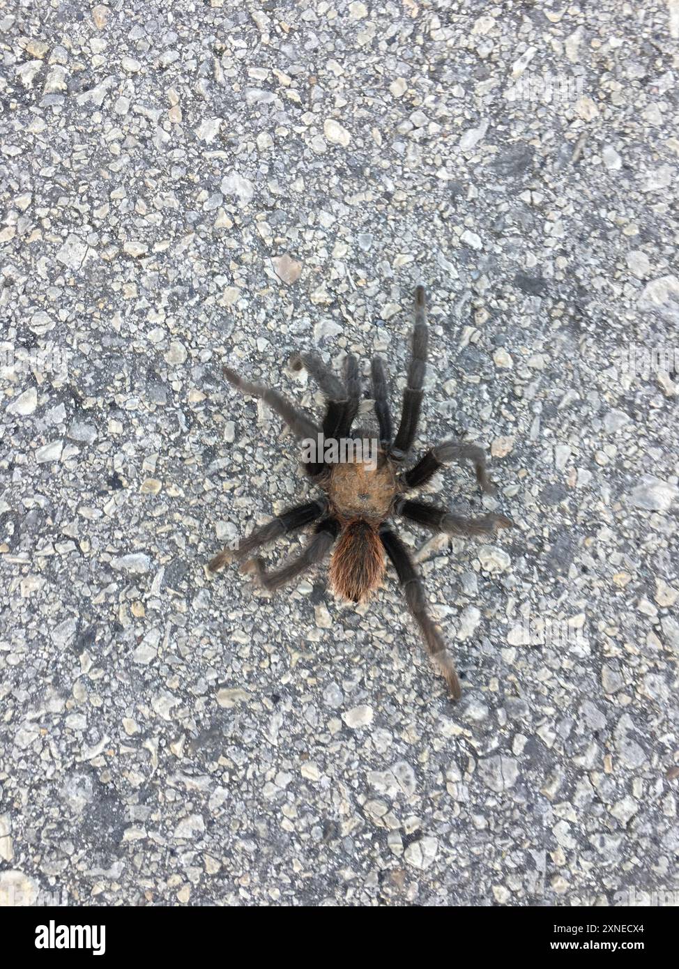 Texas Brown Tarantula (Aphonopelma hentzi) Arachnida Stock Photo - Alamy