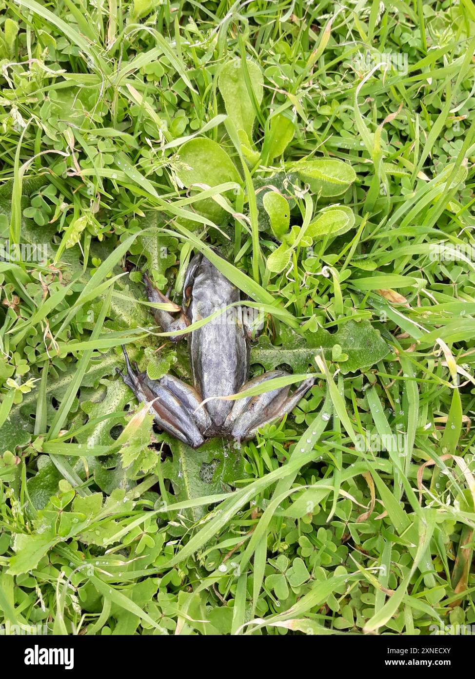 Green-and-Golden Bell Frog (Ranoidea aurea) Amphibia Stock Photo - Alamy