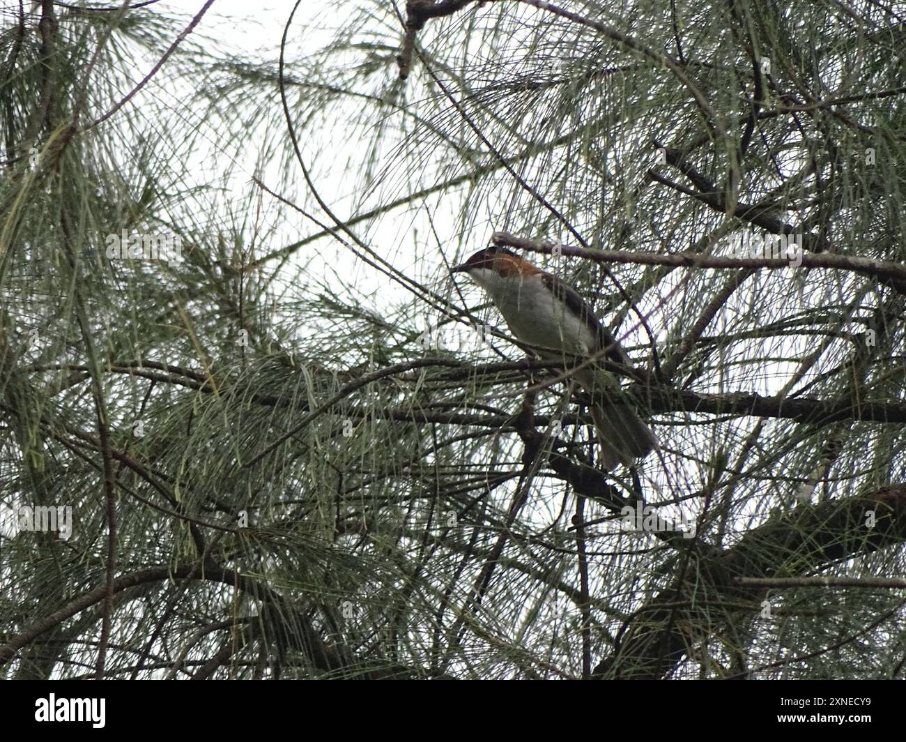 Chestnut Bulbul (Hemixos castanonotus) Aves Stock Photo - Alamy