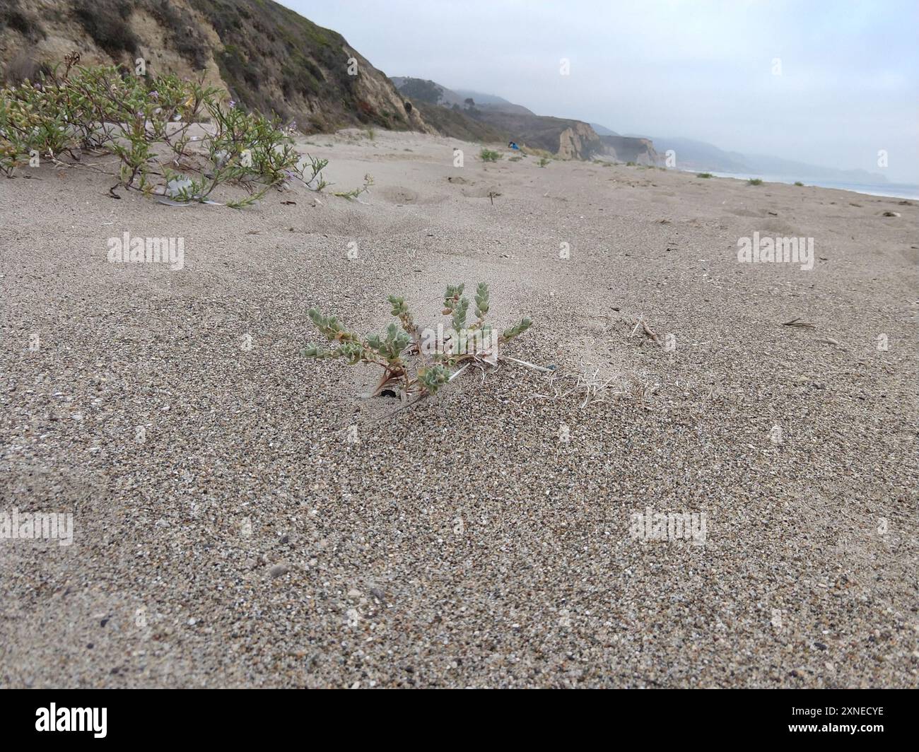 beach saltbush (Atriplex leucophylla) Plantae Stock Photo - Alamy