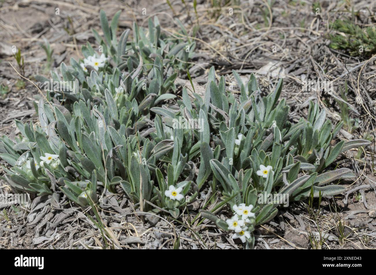 James' Cryptantha (Oreocarya suffruticosa setosa) Plantae Stock Photo ...