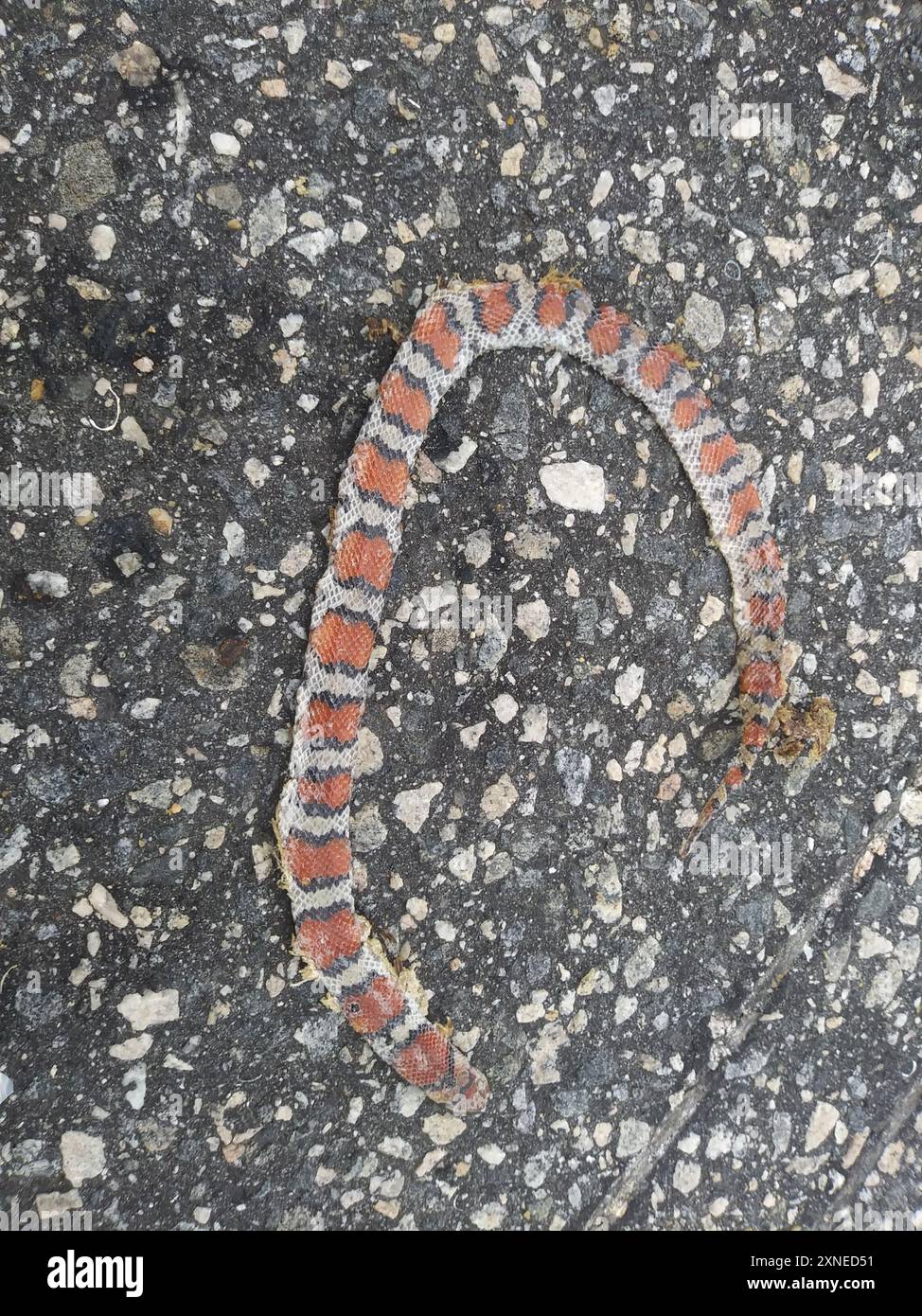 Cemophora coccinea hi-res stock photography and images - Alamy