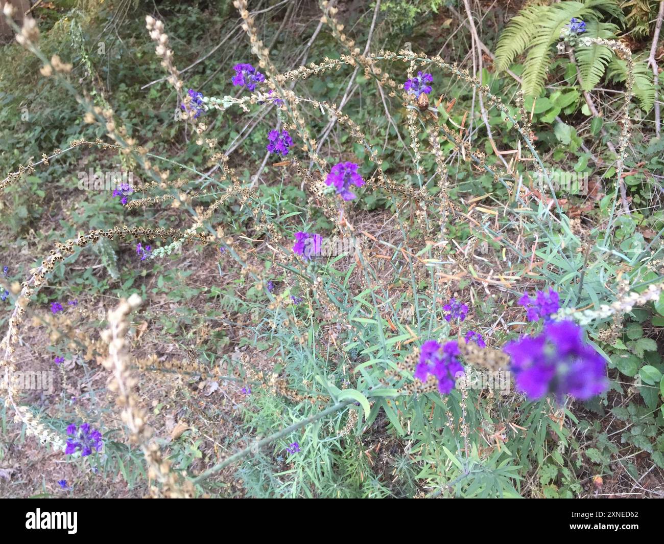 Purple Toadflax (Linaria purpurea) Plantae Stock Photo - Alamy