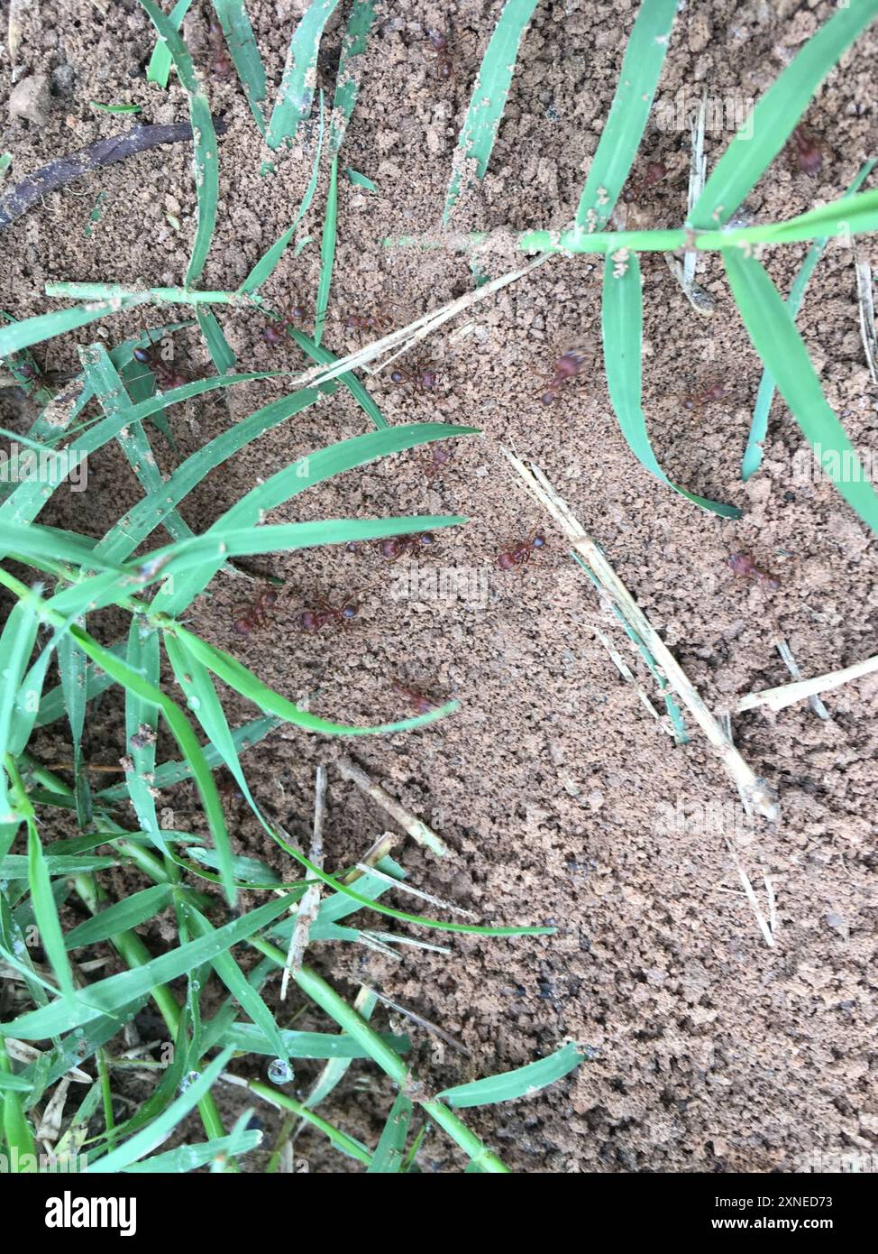 Texas Leafcutter Ant (Atta texana) Insecta Stock Photo - Alamy