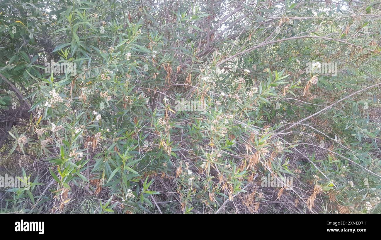mule fat (Baccharis salicifolia) Plantae Stock Photo - Alamy
