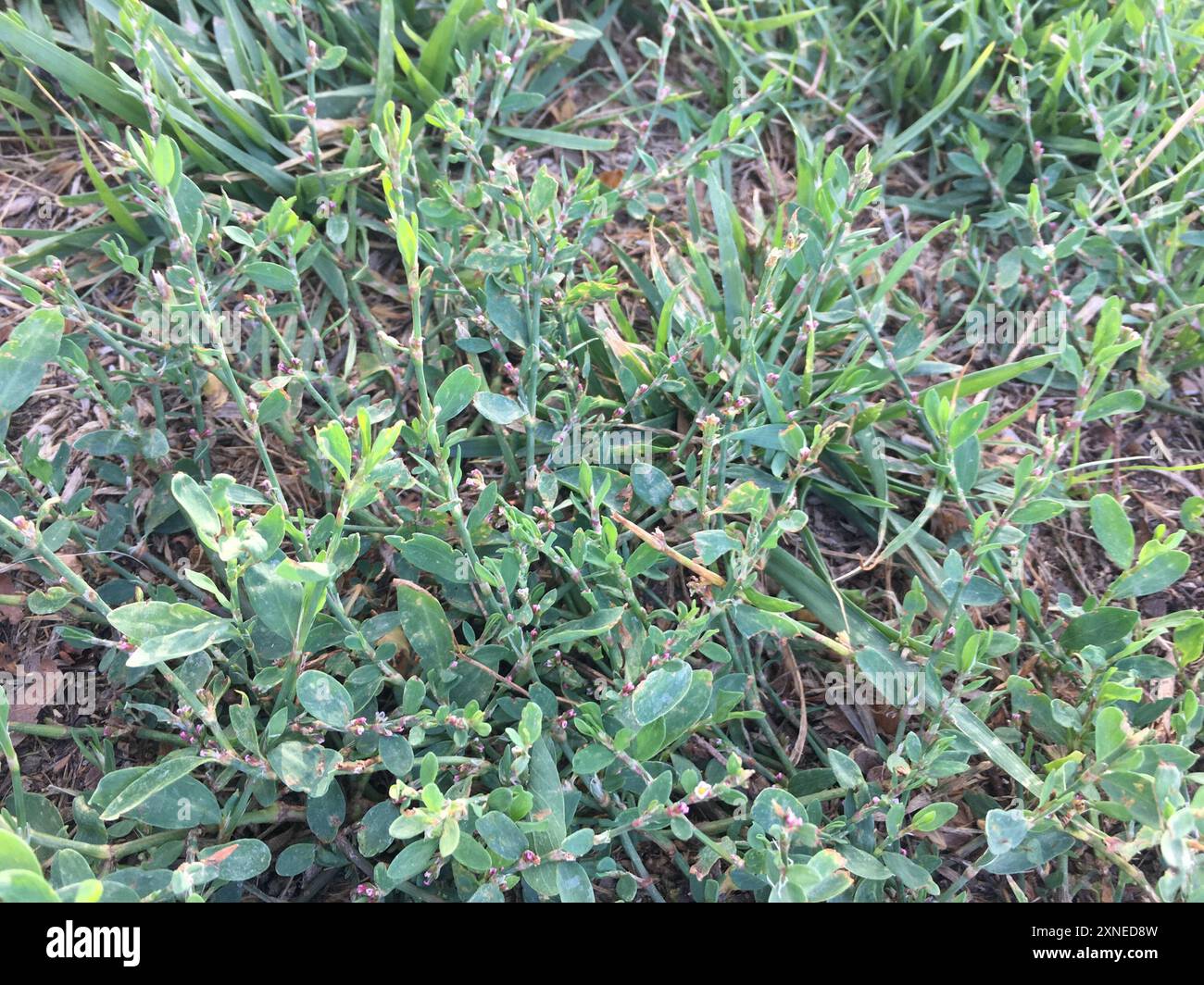 Prostrate Knotweed (Polygonum aviculare) Plantae Stock Photo - Alamy