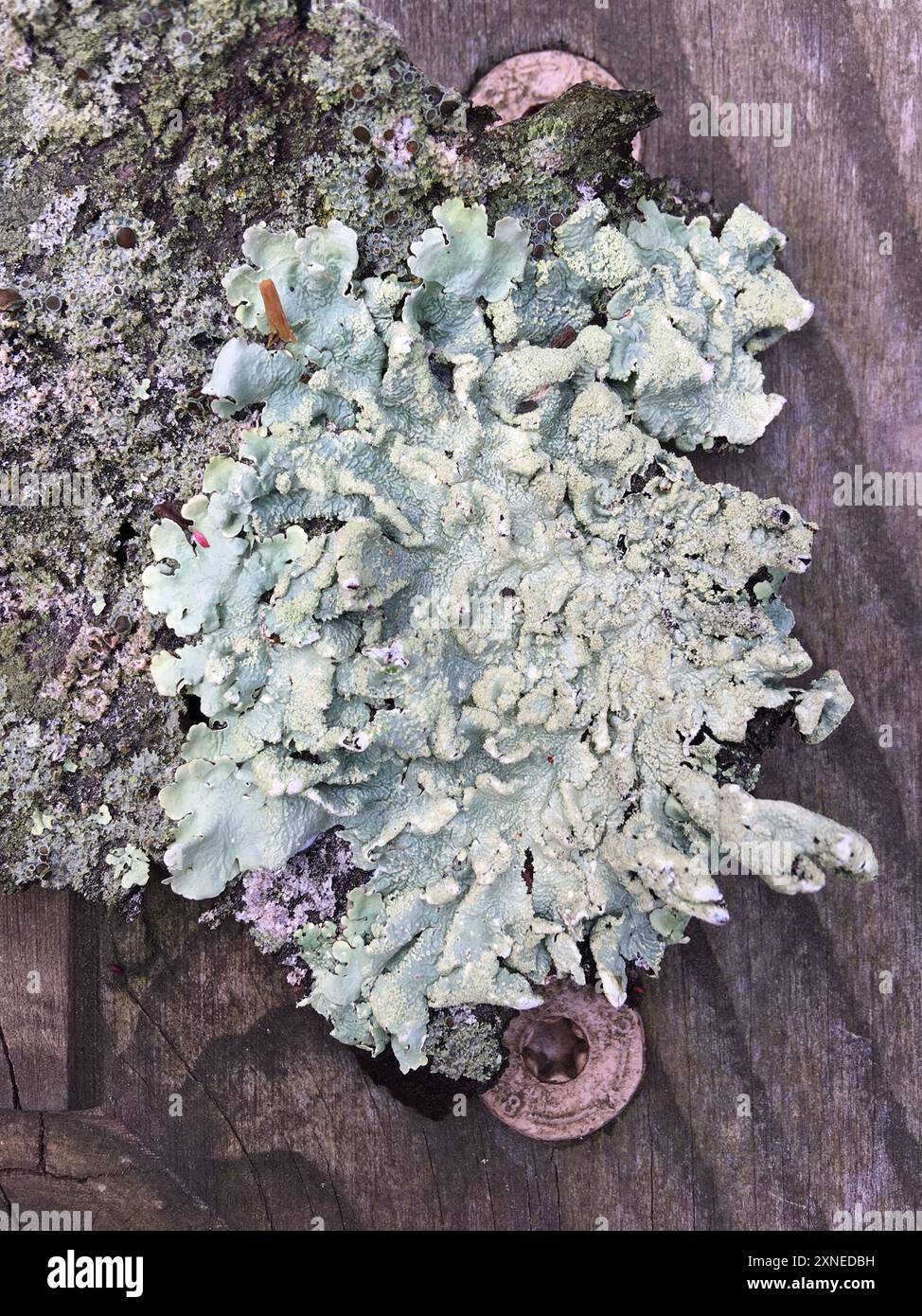 common greenshield lichen (Flavoparmelia caperata) Fungi Stock Photo ...