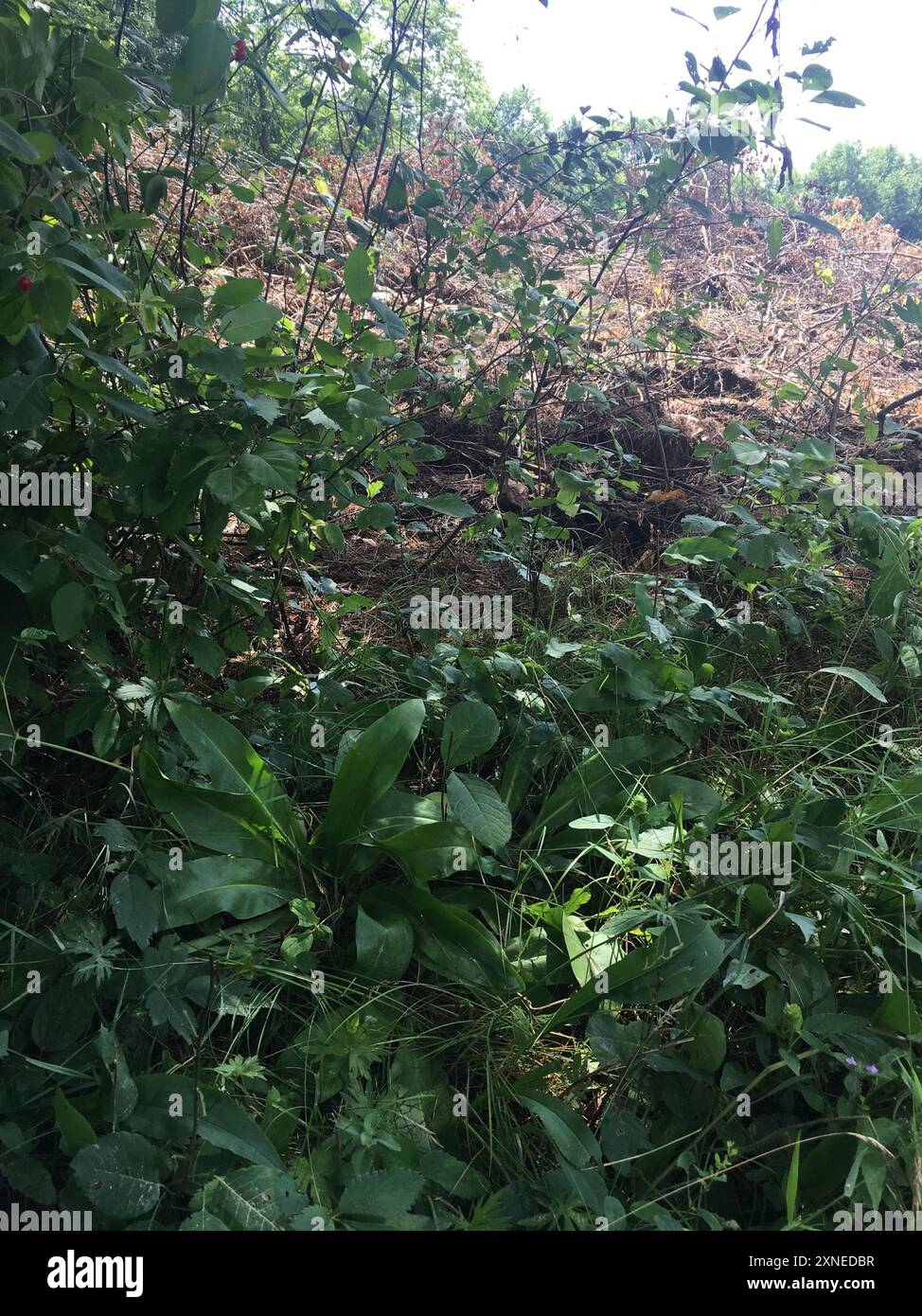 American columbo (Frasera caroliniensis) Plantae Stock Photo - Alamy