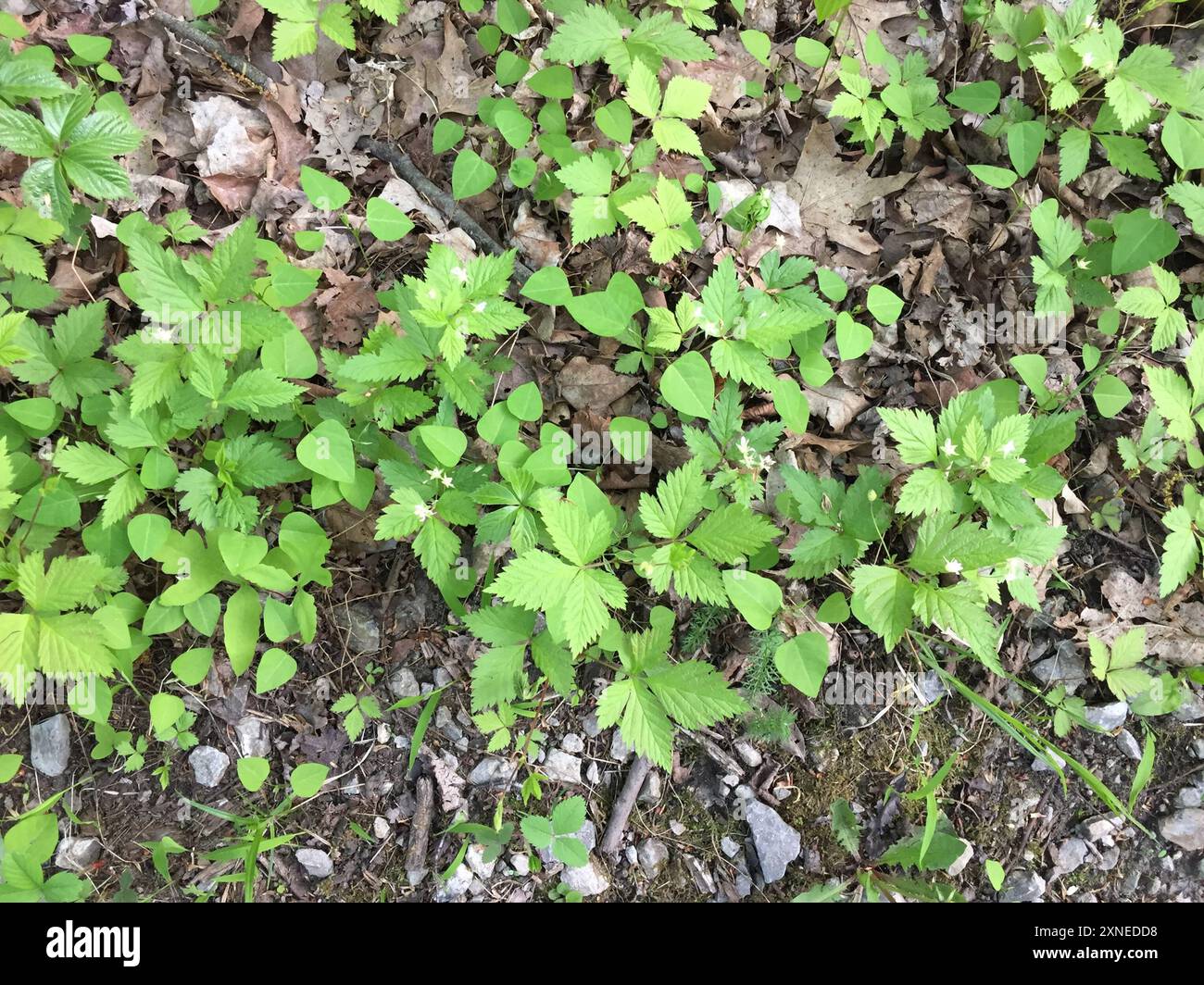 dwarf raspberry (Rubus pubescens) Plantae Stock Photo - Alamy
