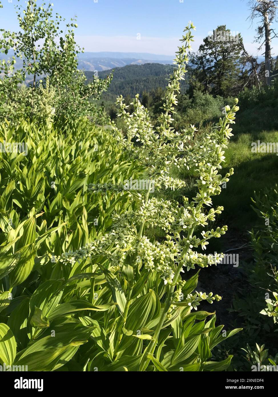 Corn Lily (Veratrum californicum) Plantae Stock Photo - Alamy