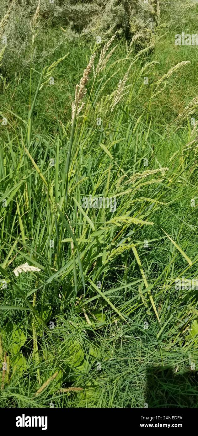 grasses (Poaceae) Plantae Stock Photo - Alamy