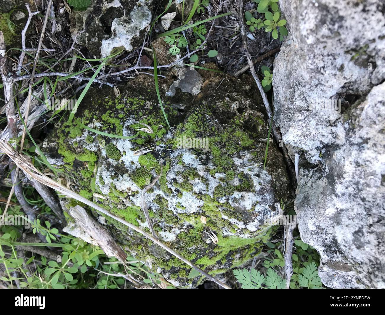 Green-tufted Stubble Moss (Weissia controversa) Plantae Stock Photo - Alamy