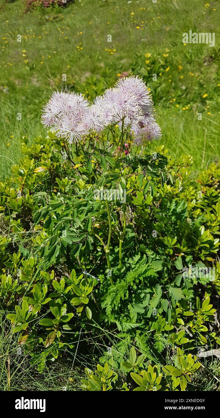 French meadow-rue (Thalictrum aquilegiifolium) Plantae Stock Photo - Alamy
