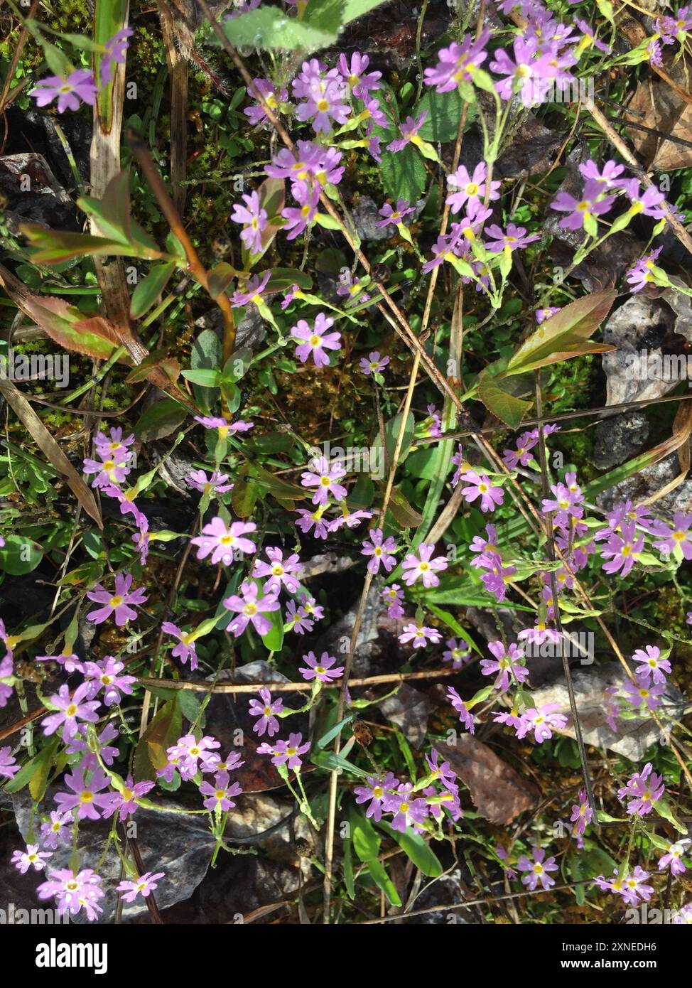 Mistassini Primrose (Primula mistassinica) Plantae Stock Photo - Alamy
