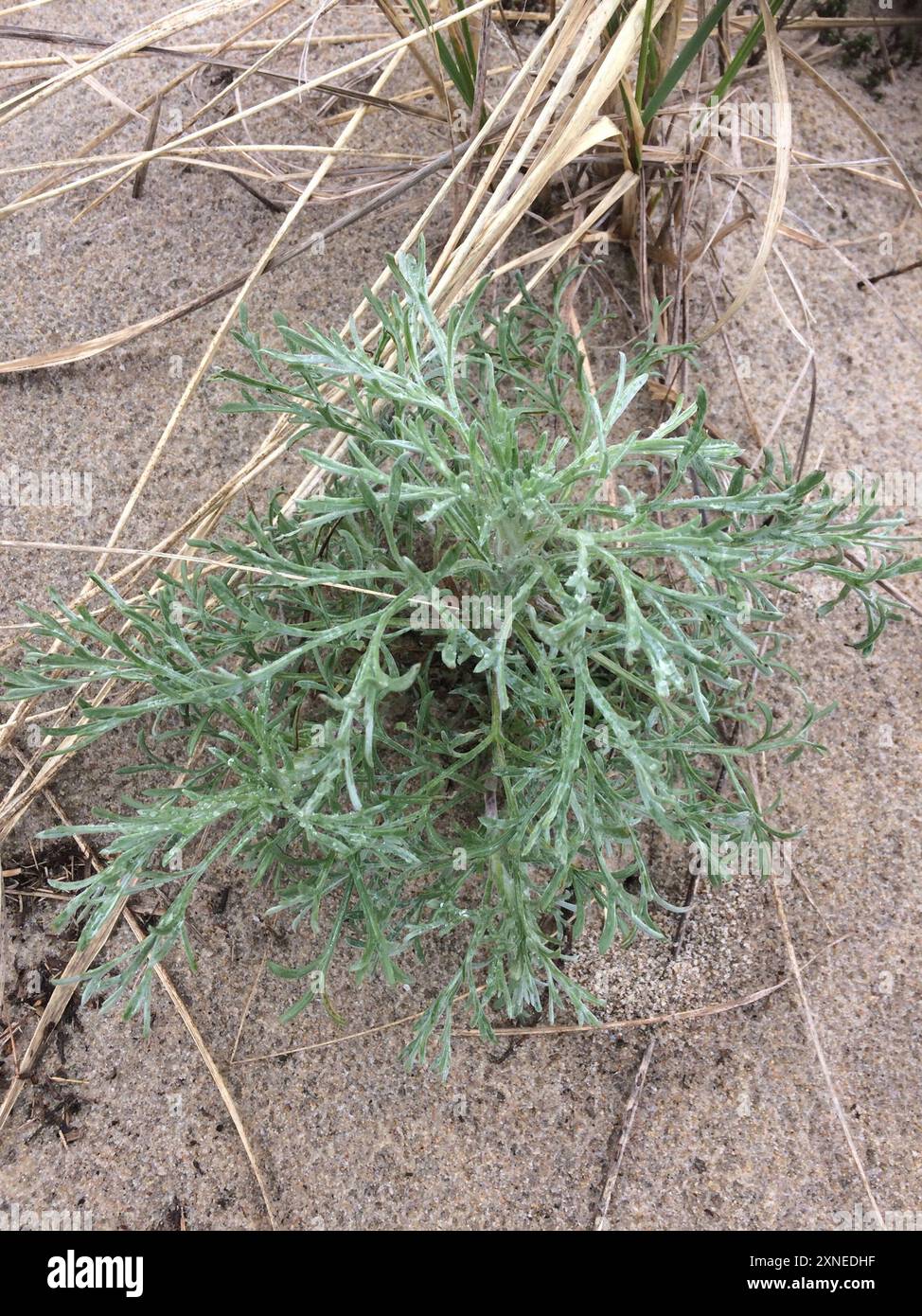 Field Sagewort (Artemisia campestris) Plantae Stock Photo - Alamy