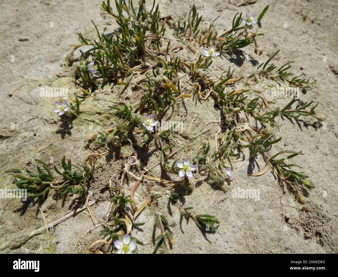 Greater Sea-spurry (Spergularia media) Plantae Stock Photo - Alamy