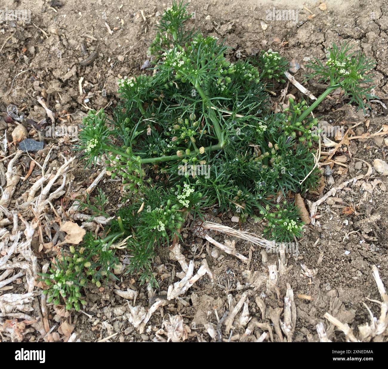 Marsh parsley (Cyclospermum leptophyllum) Plantae Stock Photo - Alamy