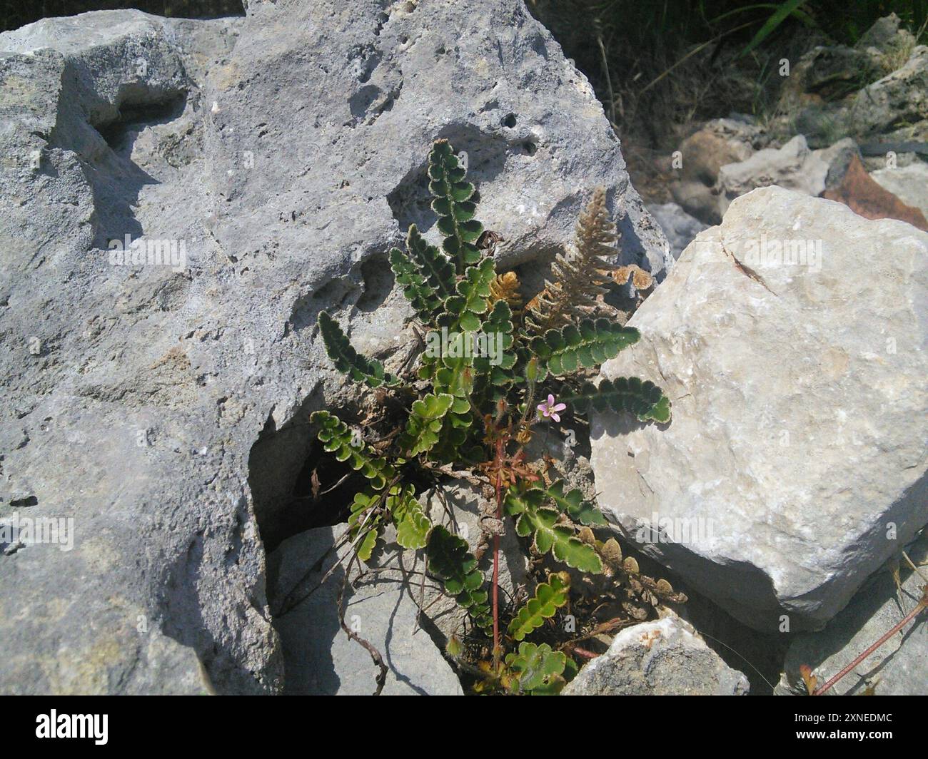 Rustyback (Asplenium ceterach) Plantae Stock Photo - Alamy